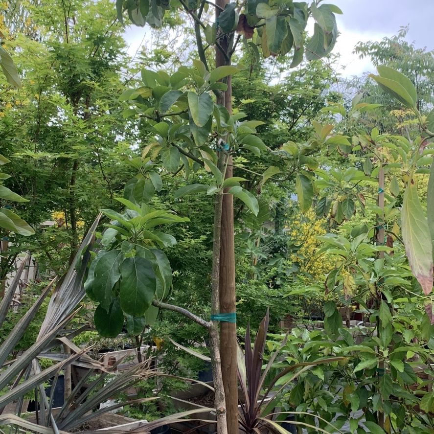 Nabal Avocado Tree