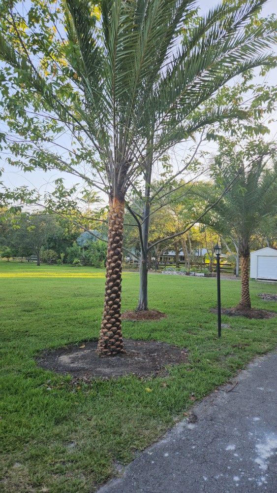 Canary And Silvester Palms Available Diamond Cut Fertilized And Trim ...