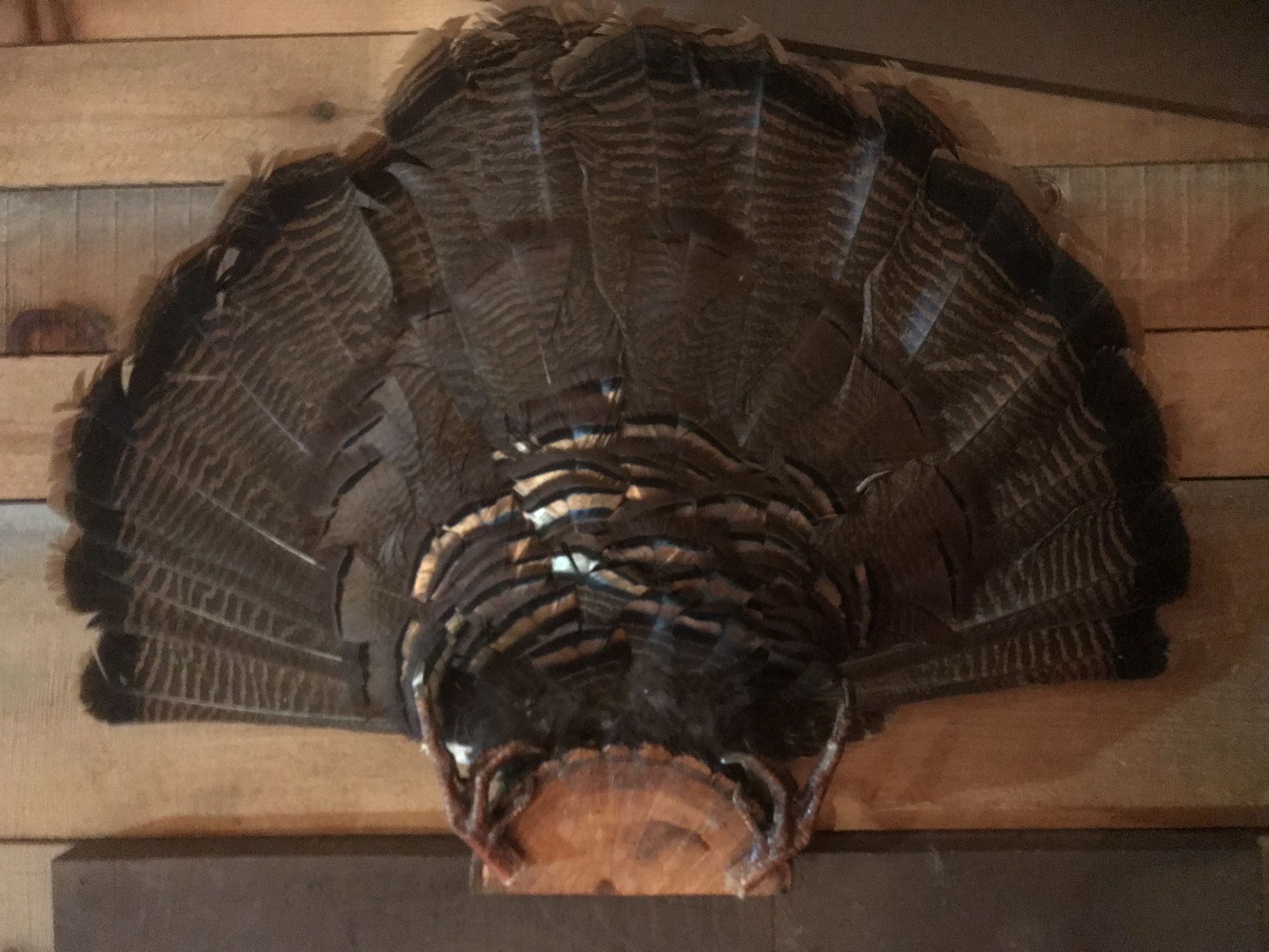 Turkey Tail Fan Logo