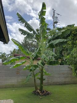 Blue Java Banana Tree