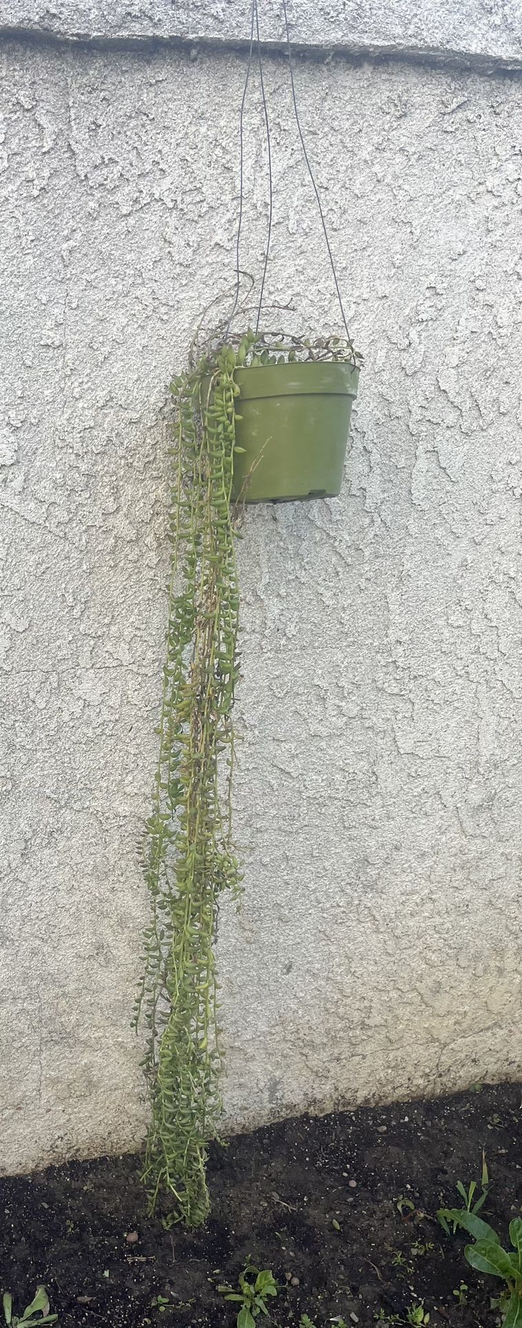 string of bananas Succulents for Sale in Rancho Cucamonga, CA - OfferUp