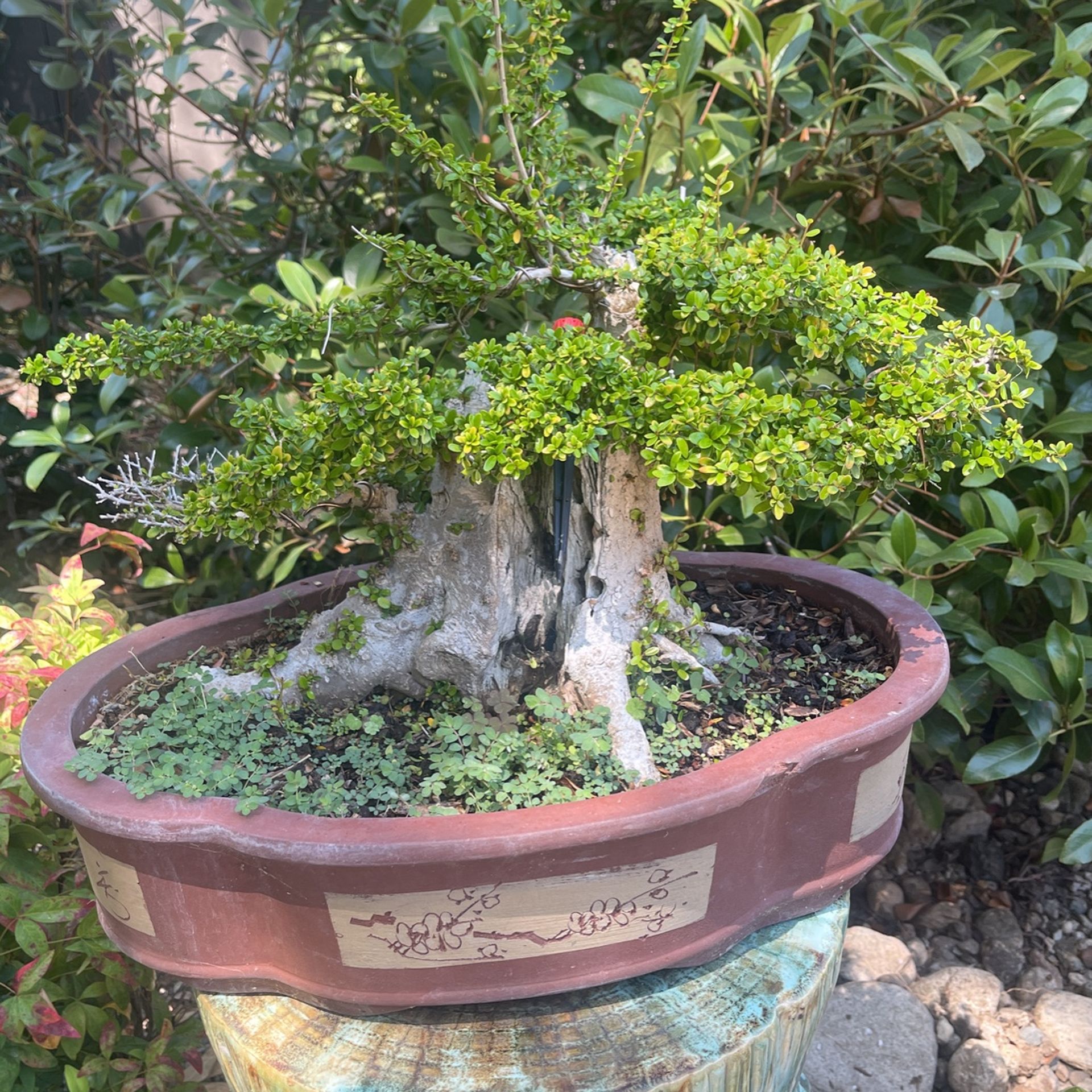 Huge Nia Bonsai Tree for Sale in Whittier, CA - OfferUp