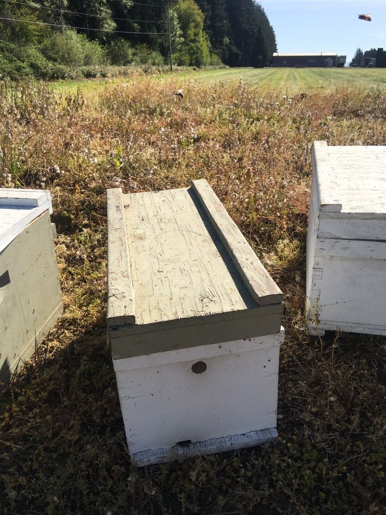 Live honey bee hives for sale for Sale in Damascus, OR - OfferUp