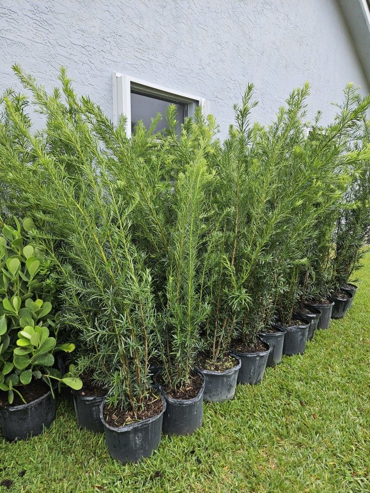 huge Podocarpus over 6 to 7 feet tall Instant privacy Hedge for fence ...