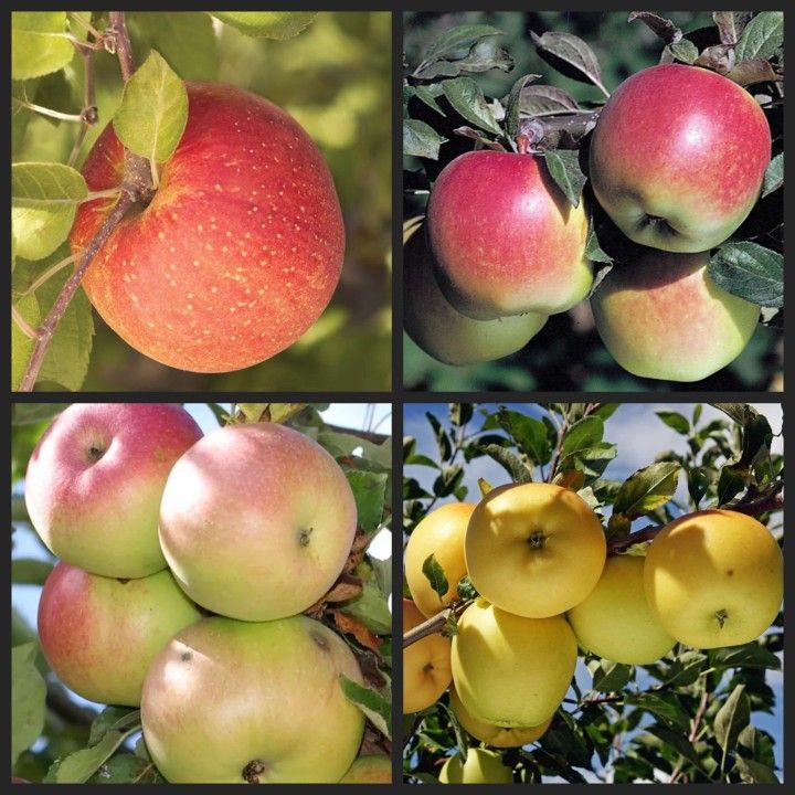 Grafted Multiple Apple Tree for Sale in Arcadia, CA - OfferUp