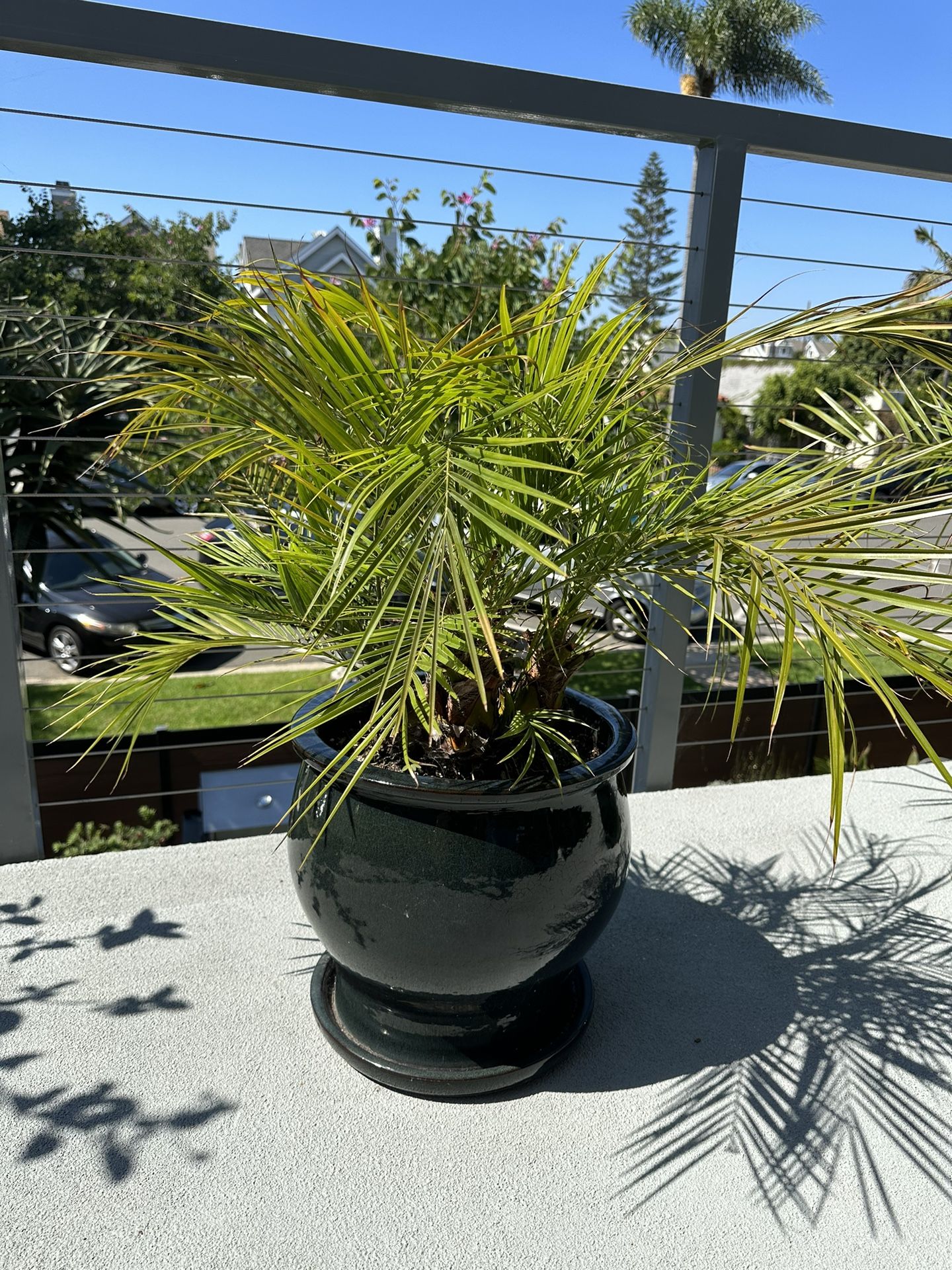 Trio of Pygmy Date Palms in 14" Dark Green Planters for Sale in ...