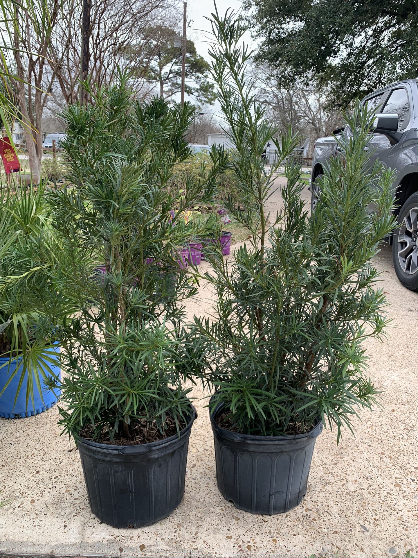 Podocarpus Tree for Sale in Old Rvr-wnfre, TX - OfferUp