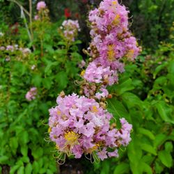 Crepe Myrtle Colors