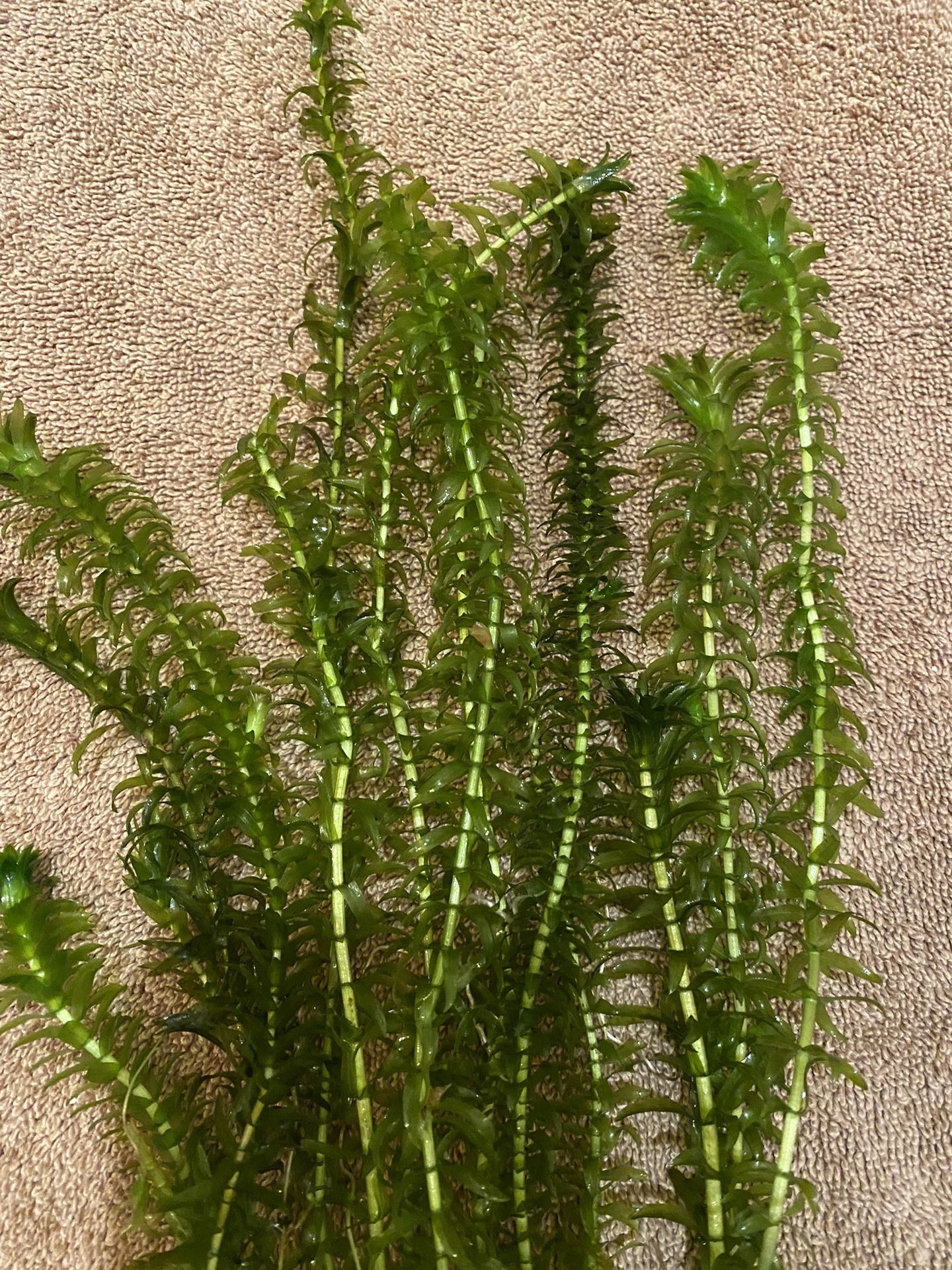 Aquarium Elodea Plants For Fish Tank for Sale in Los Angeles, CA - OfferUp