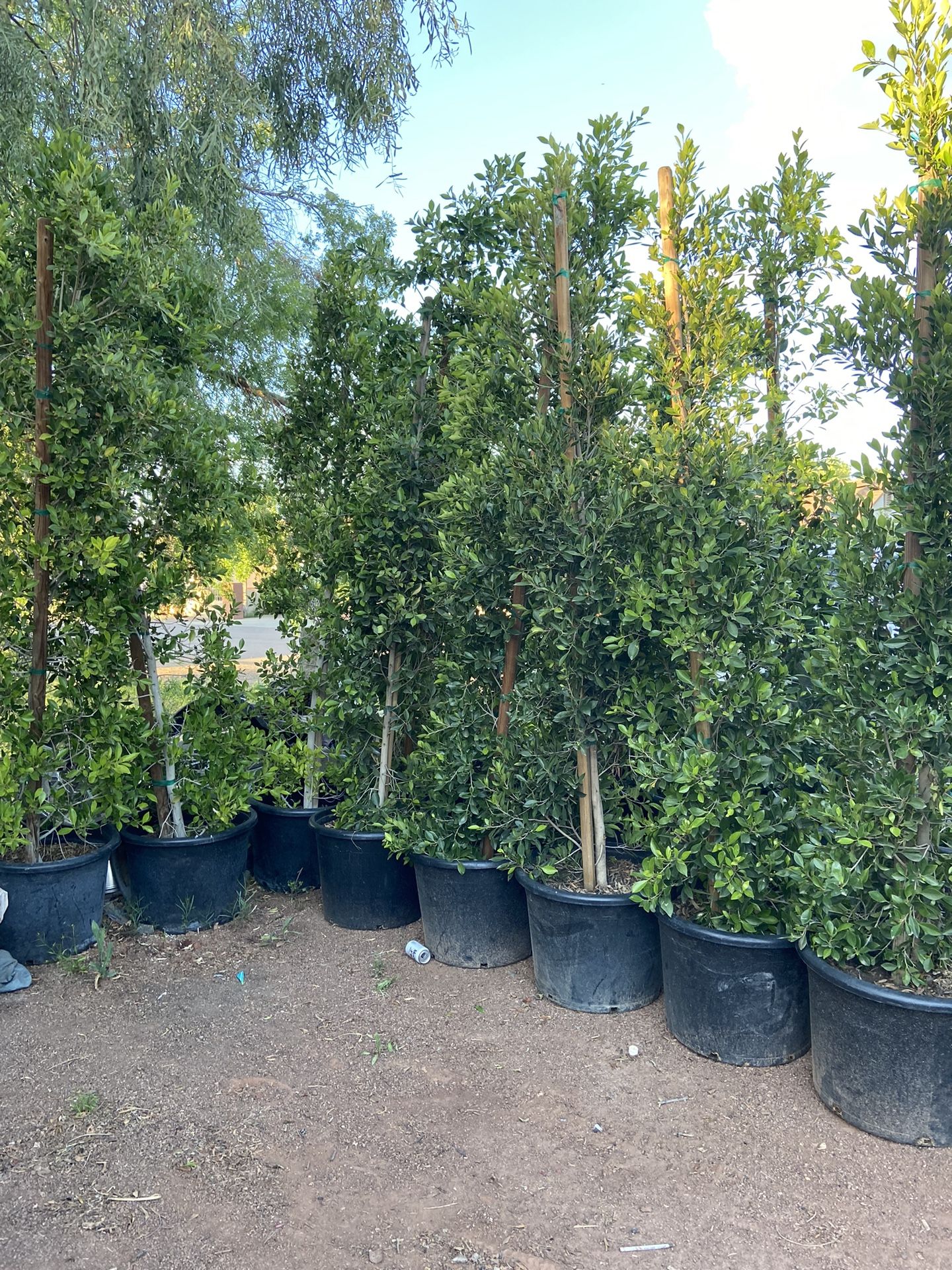 Ficus Nitida Column for Sale in Glendale, AZ - OfferUp