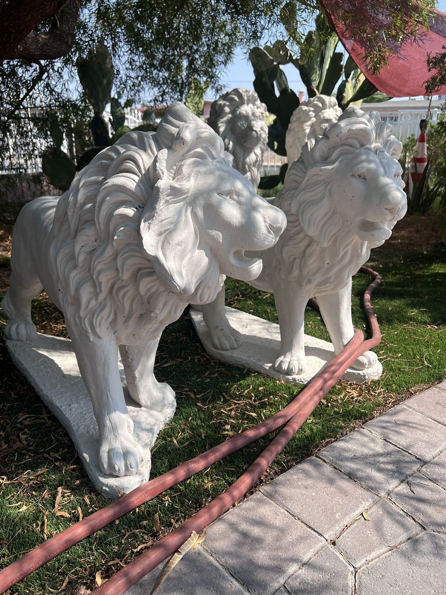 Medium-Large Lions for Sale in Las Vegas, NV - OfferUp