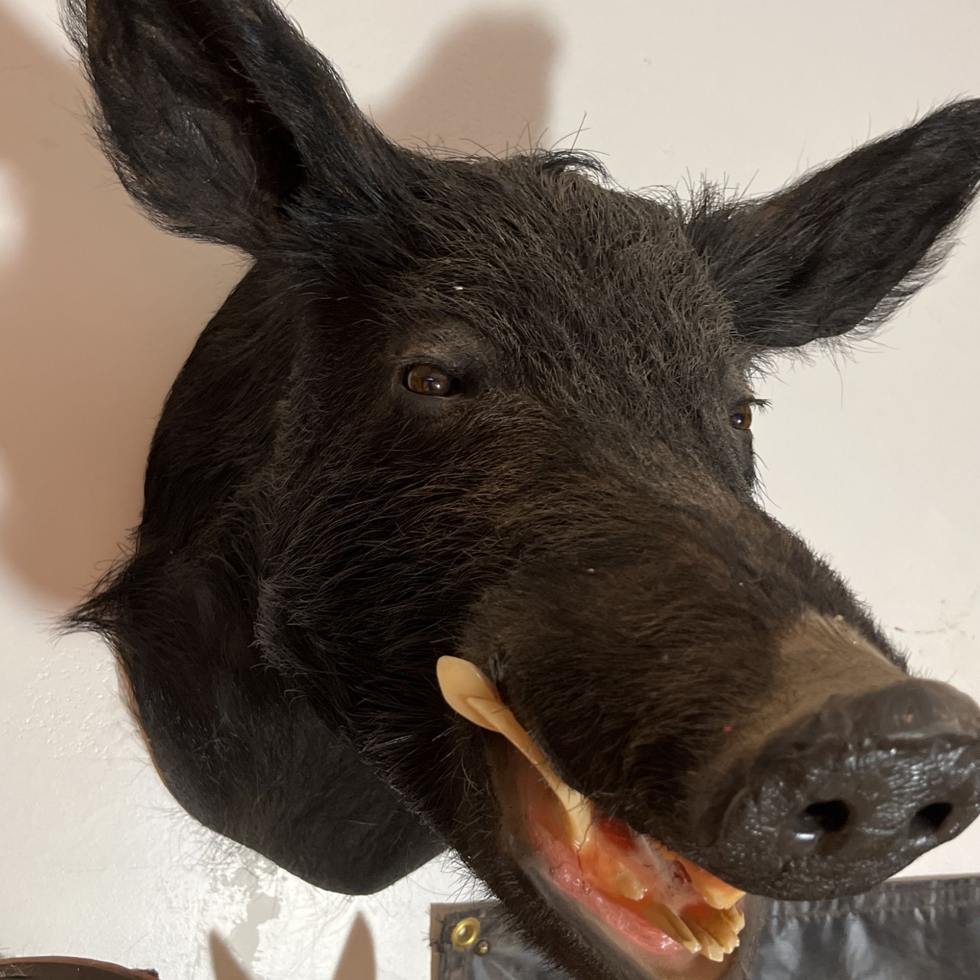 Wild Boar Head Taxidermy