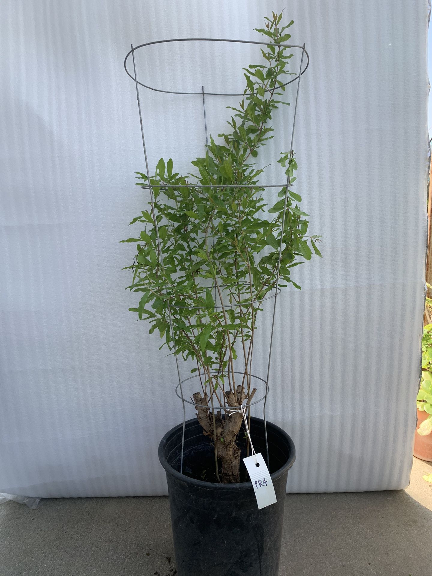 PR4 - Red Pomegranate Tree for Sale in West Covina, CA - OfferUp