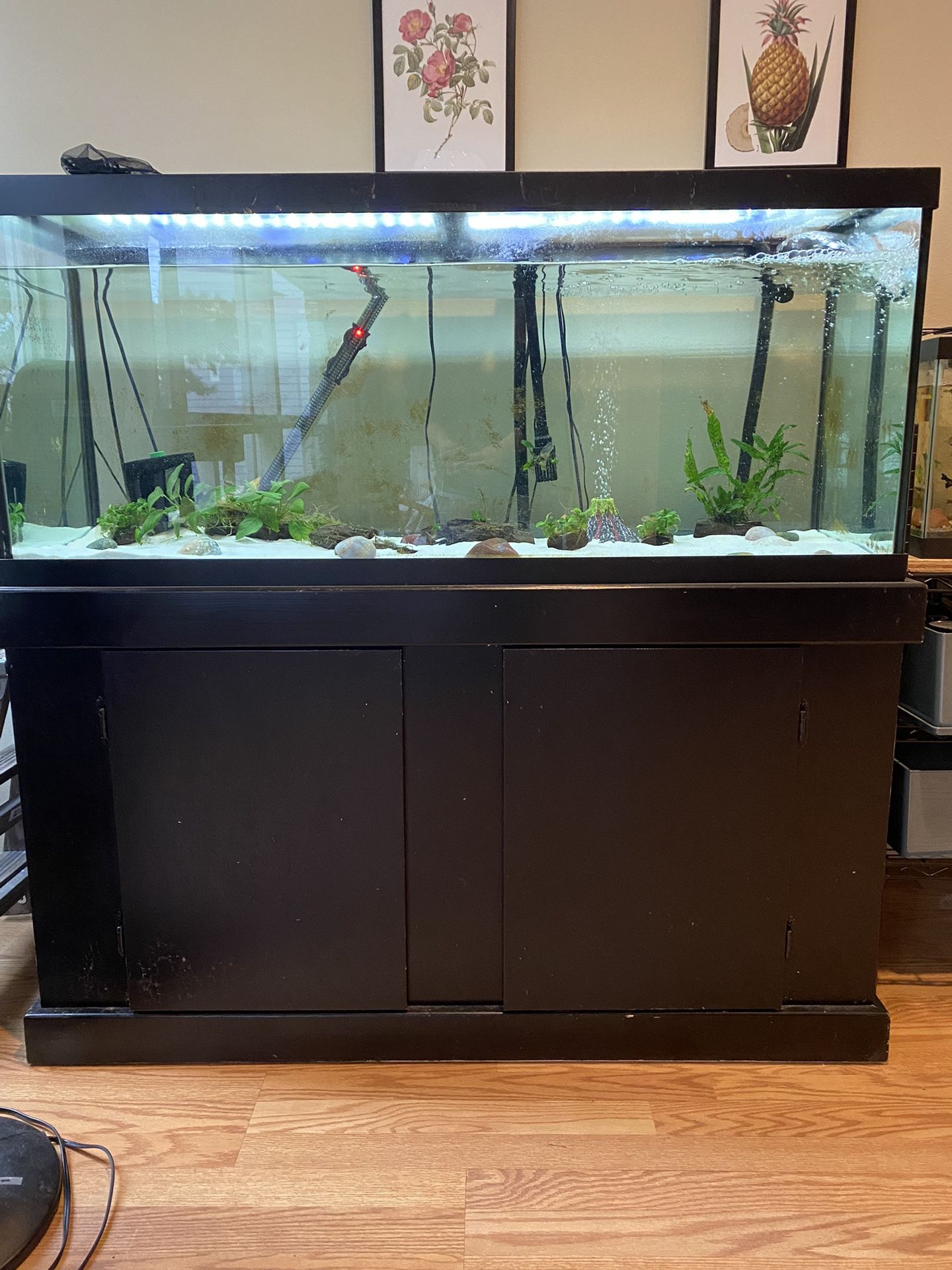 75 Gallon Fish Tank for Sale in Mountlake Terrace, WA - OfferUp