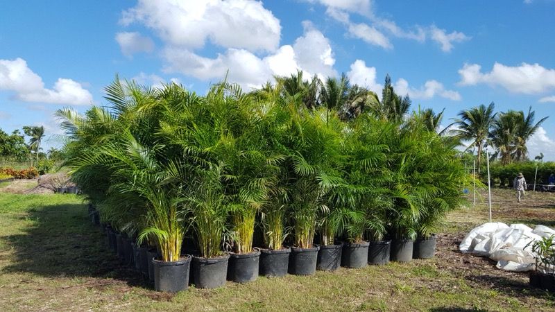 Areca Palm Hedge