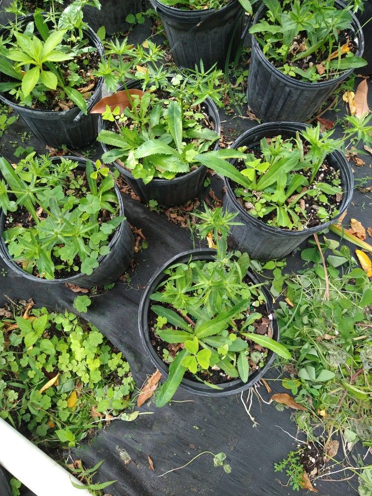 Culantro Plant