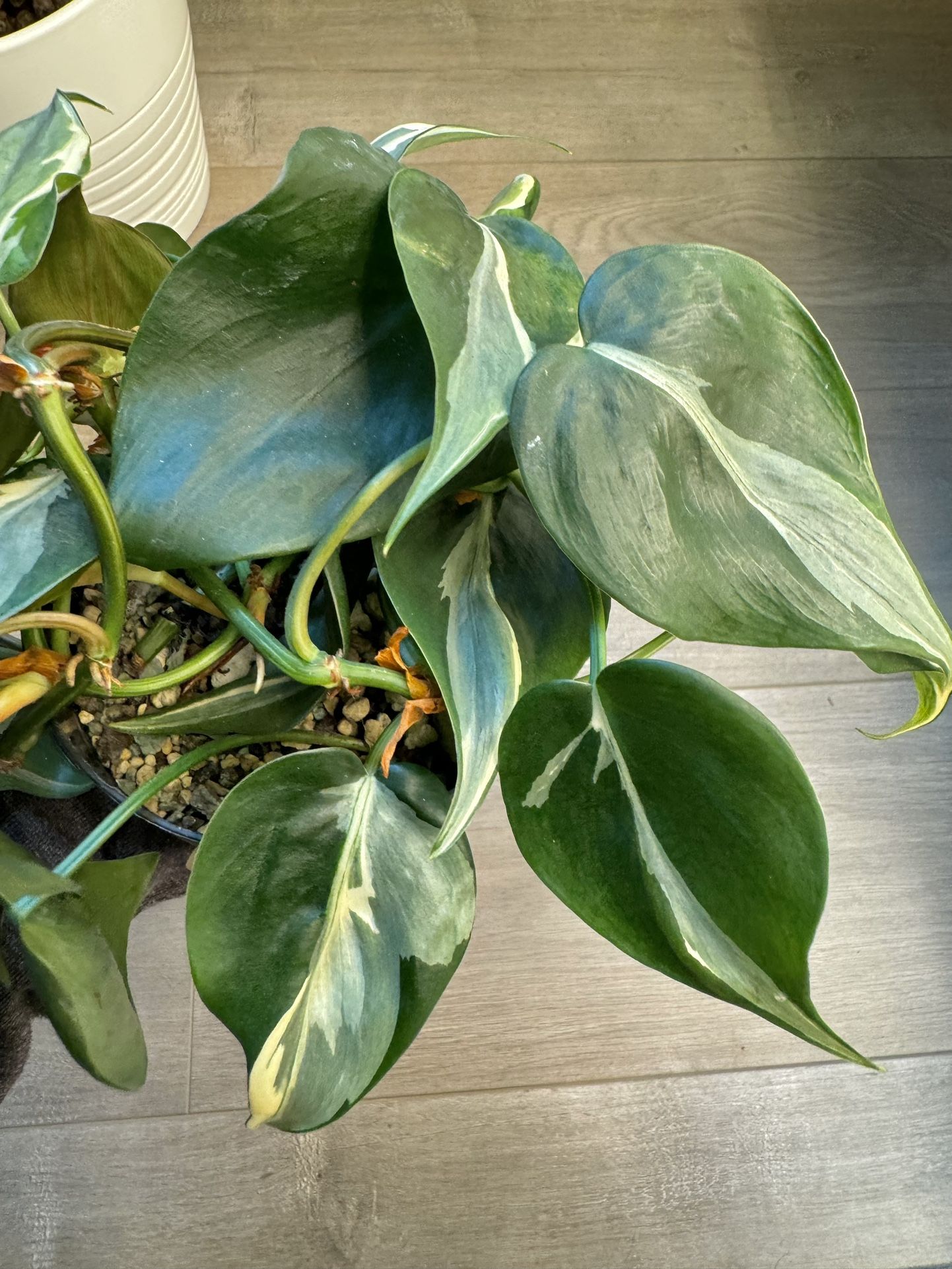 Philodendron Rio for Sale in Buena Park, CA - OfferUp