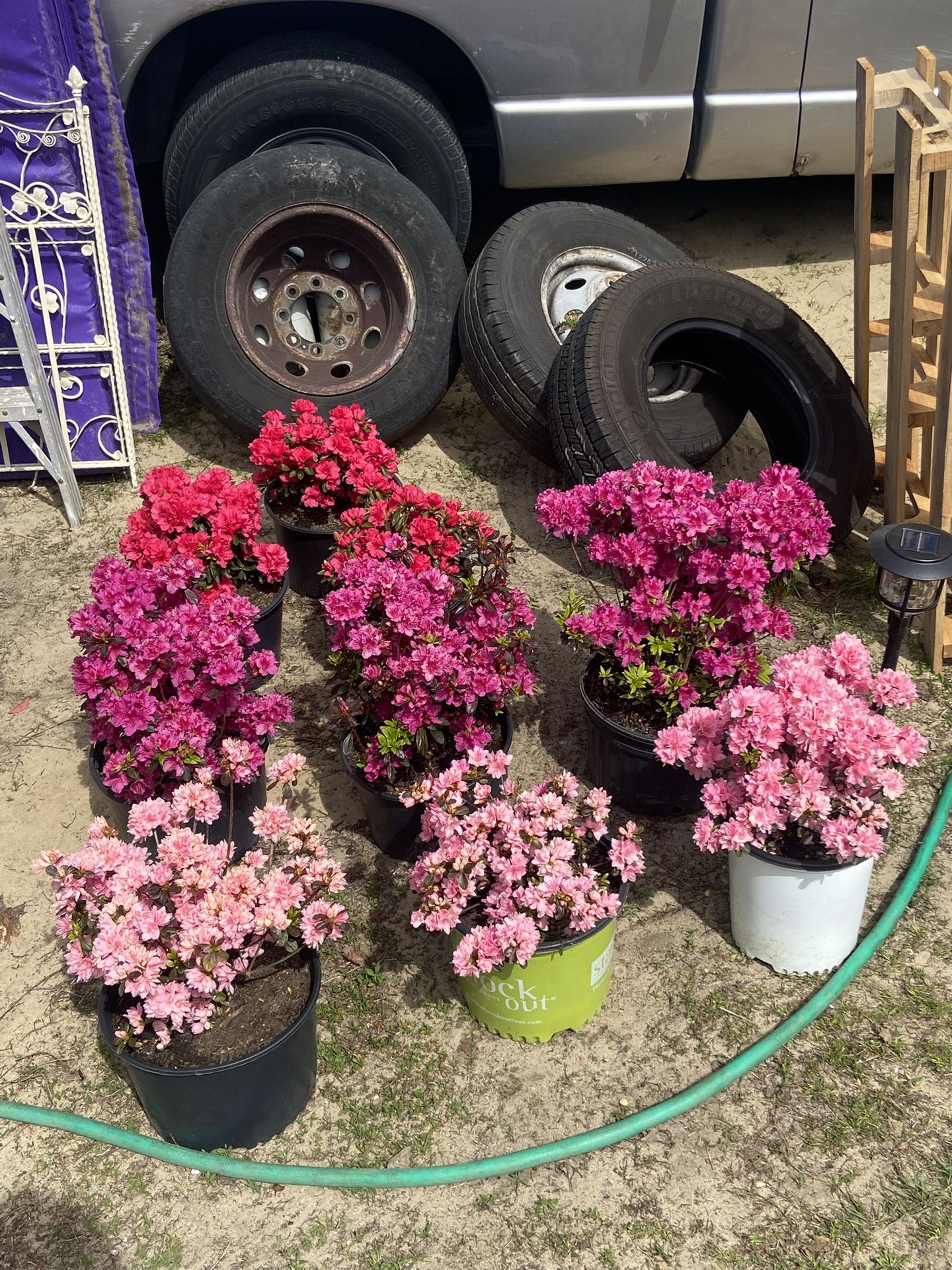 Vibrant Satsuki Azalea Plants! Stunning Spring Blooms - Evergreen ...