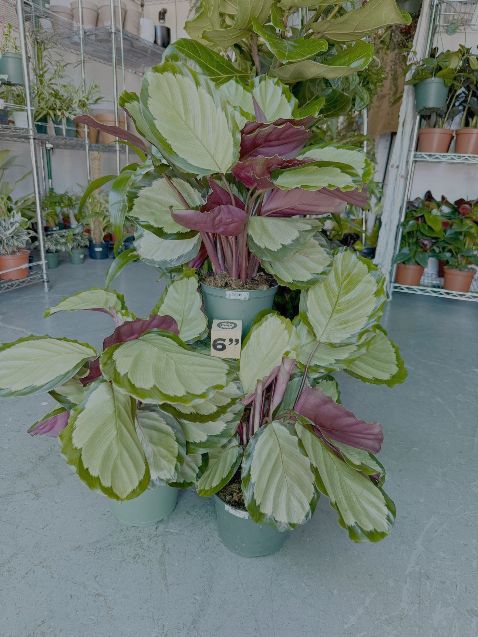6” Calathea “Royal Standard” $19.99+Tax🩶 for Sale in San Diego, CA ...