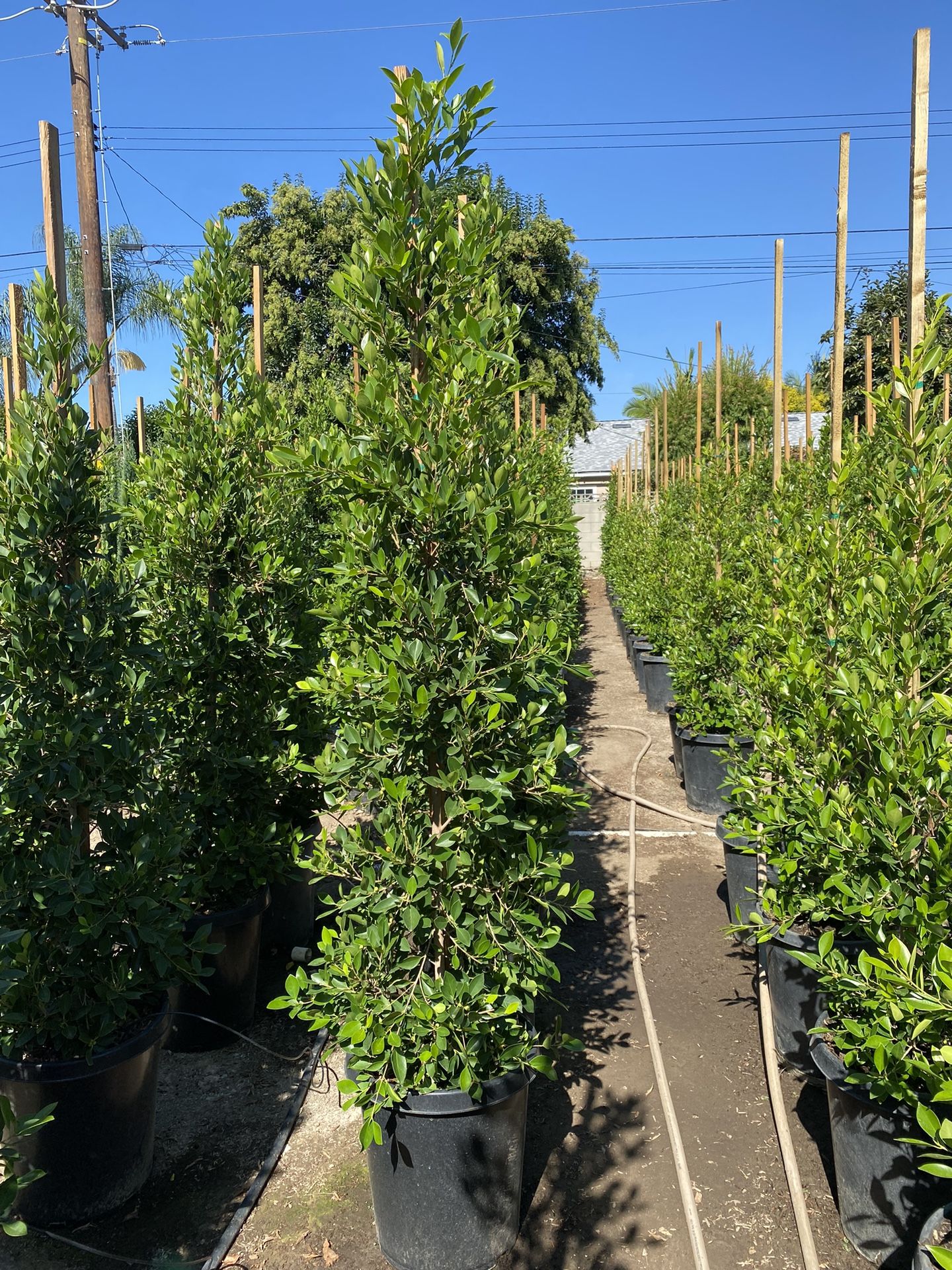 Ficus Nitida Privacy Hedge for Sale in Irwindale, CA - OfferUp