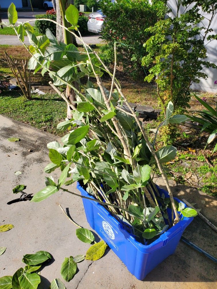 Free Giant Milkweed Cuttings for Sale in Pembroke Pines, FL - OfferUp
