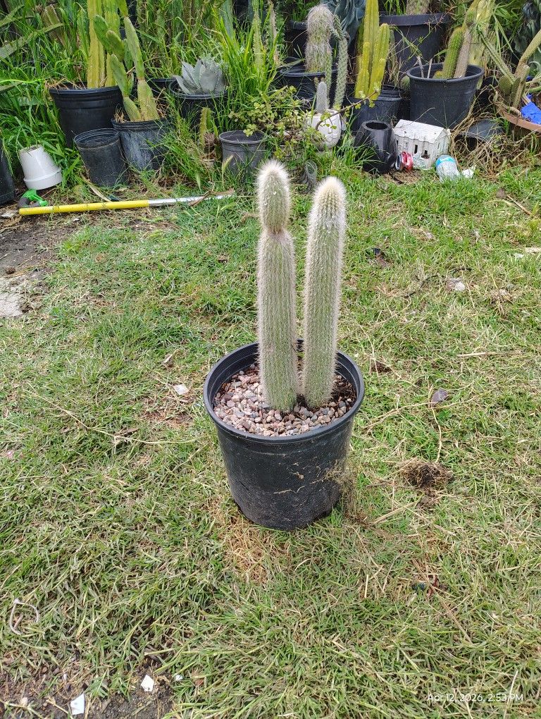 Double Old Man Cactus Plant for Sale in San Bernardino, CA - OfferUp