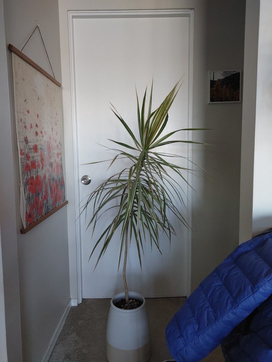 Potted Madagascar Dragon Tree - 5 Feet Tall; Decorative Ceramic Pot for ...