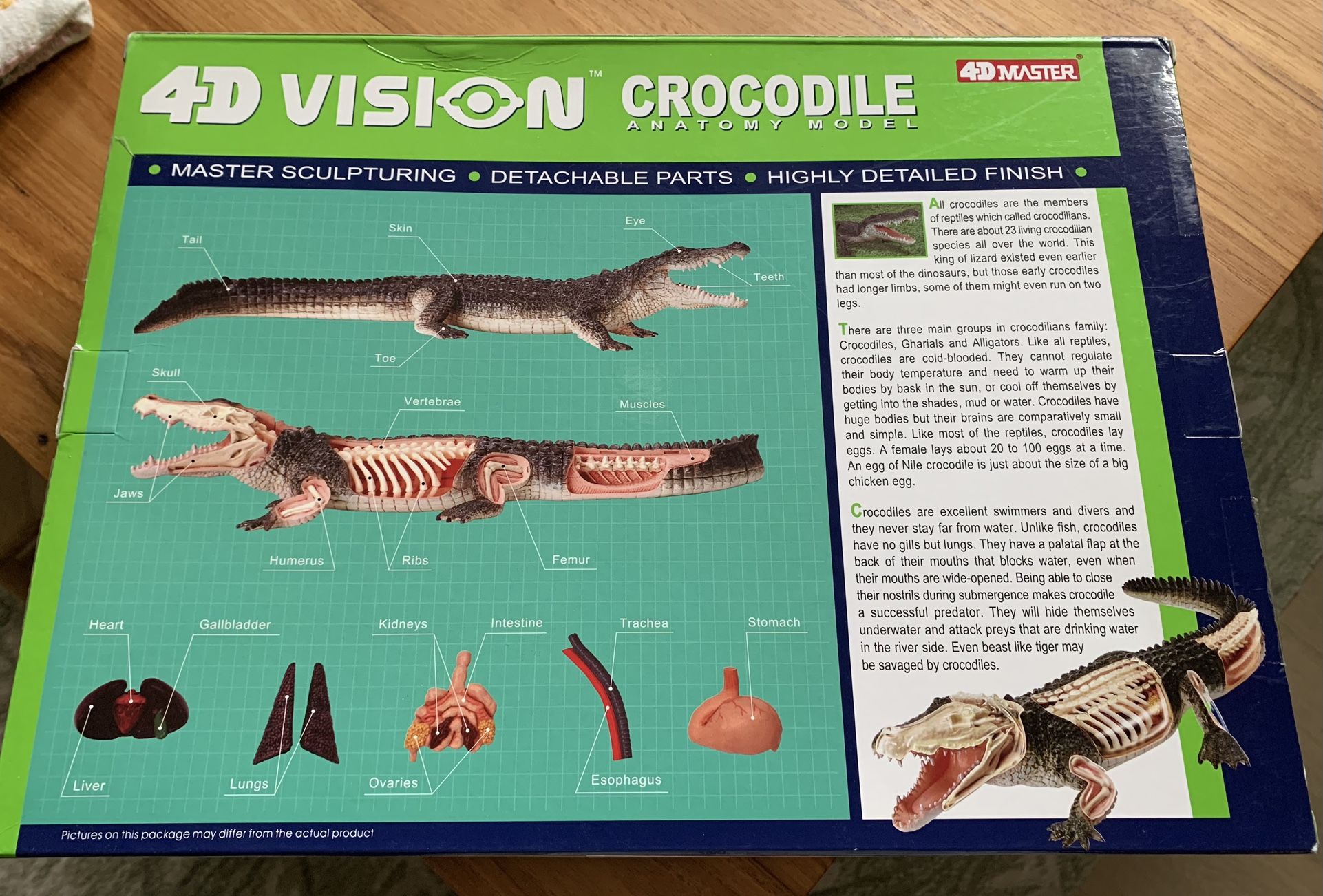Crocodile Anatomy