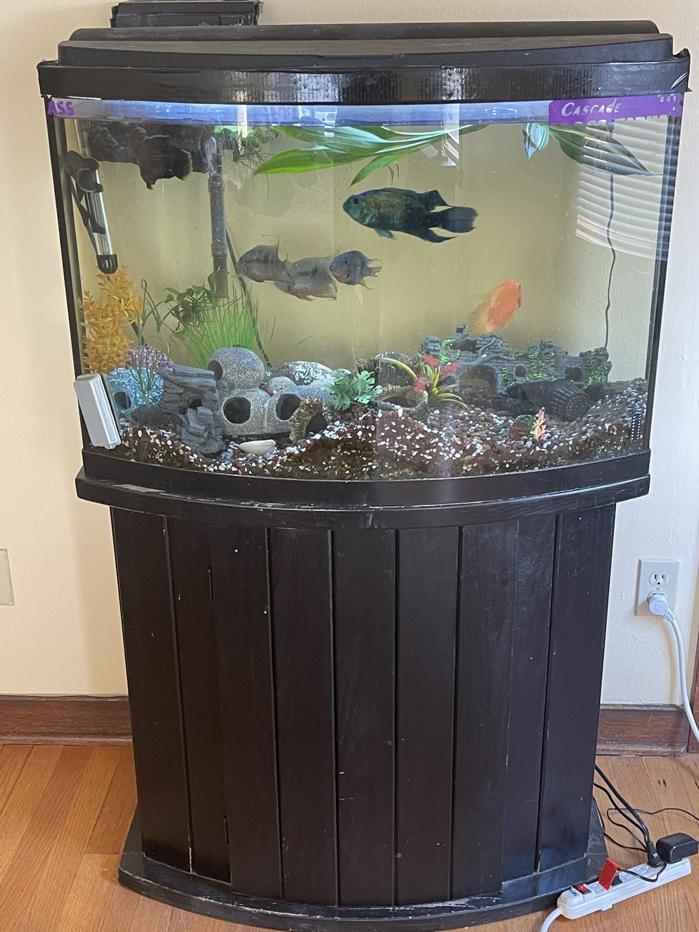 35 Gallon Fish Tank and Stand (and Cichlids) for Sale in Seattle, WA ...