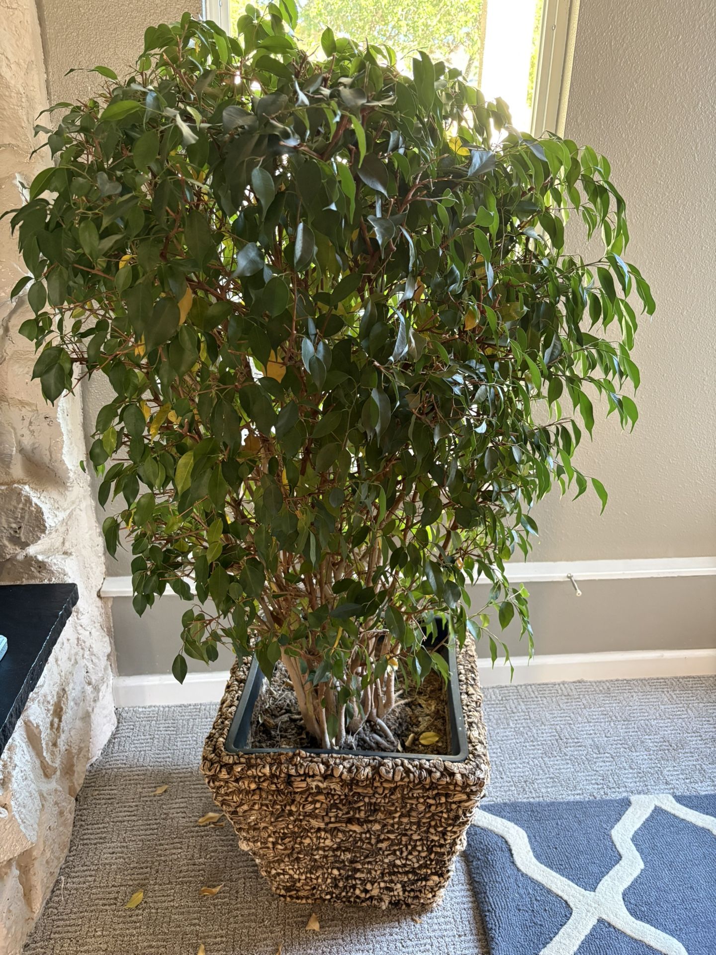 REAL Ficus Tree for Sale in Albuquerque, NM - OfferUp