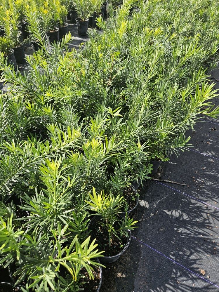 podocarpus $5.59 low Hedge dwarf podocarpus available minimum qty 100 ...