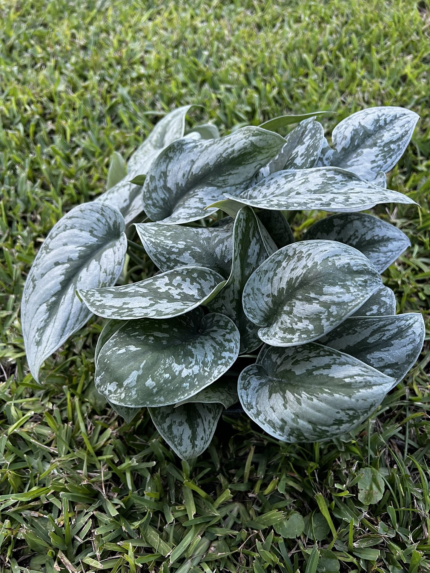 SILVER SATIN POTHOS EXOTICA (6” Pot) Indoor Decor for Sale in Hollywood ...