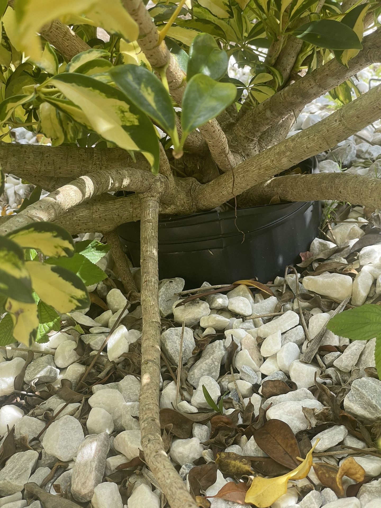 Free Two Potted, Plants In Ground. for Sale in Miami, FL - OfferUp