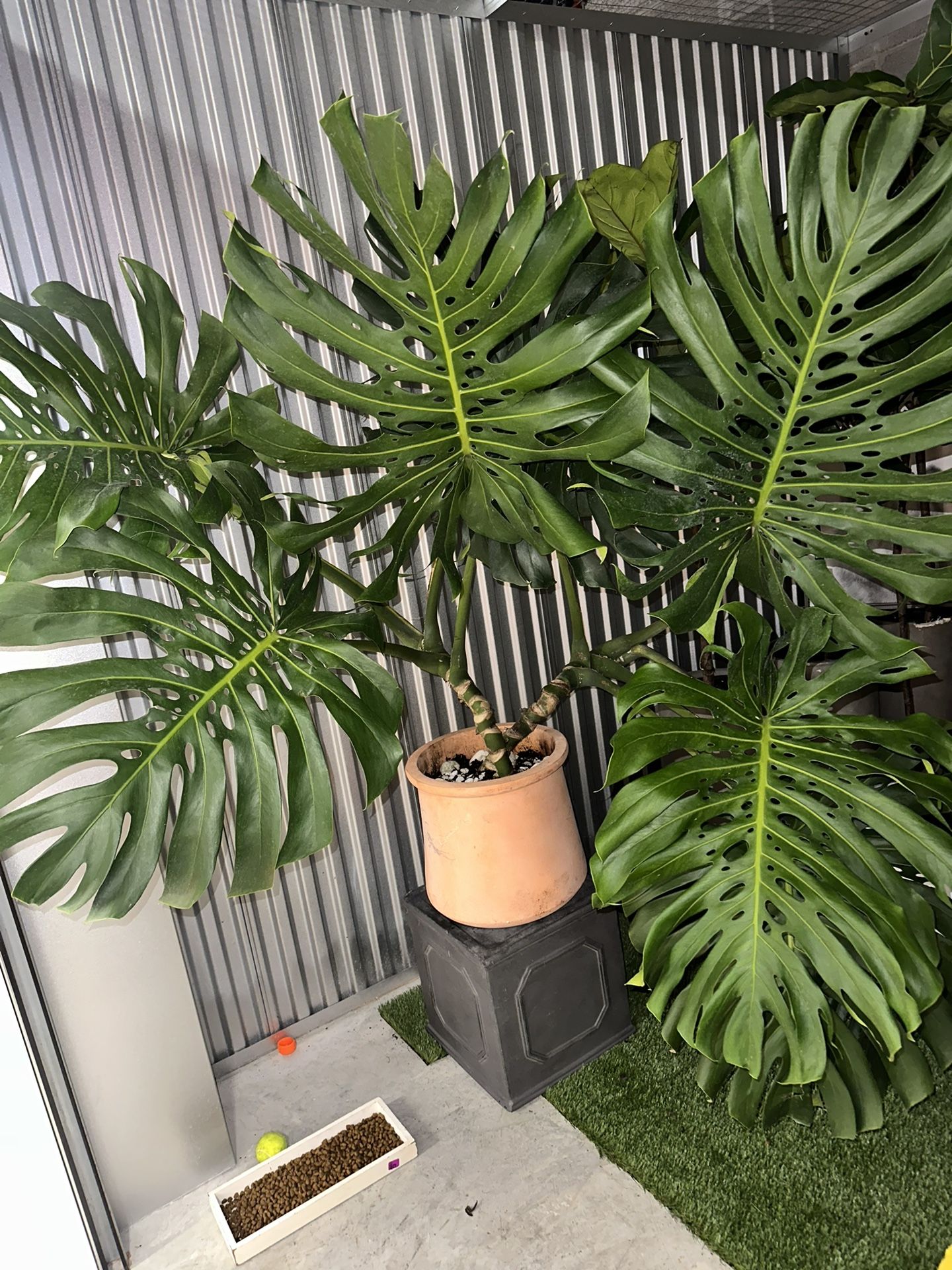 Large Monstera Deliciosa ‘Swiss Cheese’ Plant | Modern Terra Cotta Clay ...