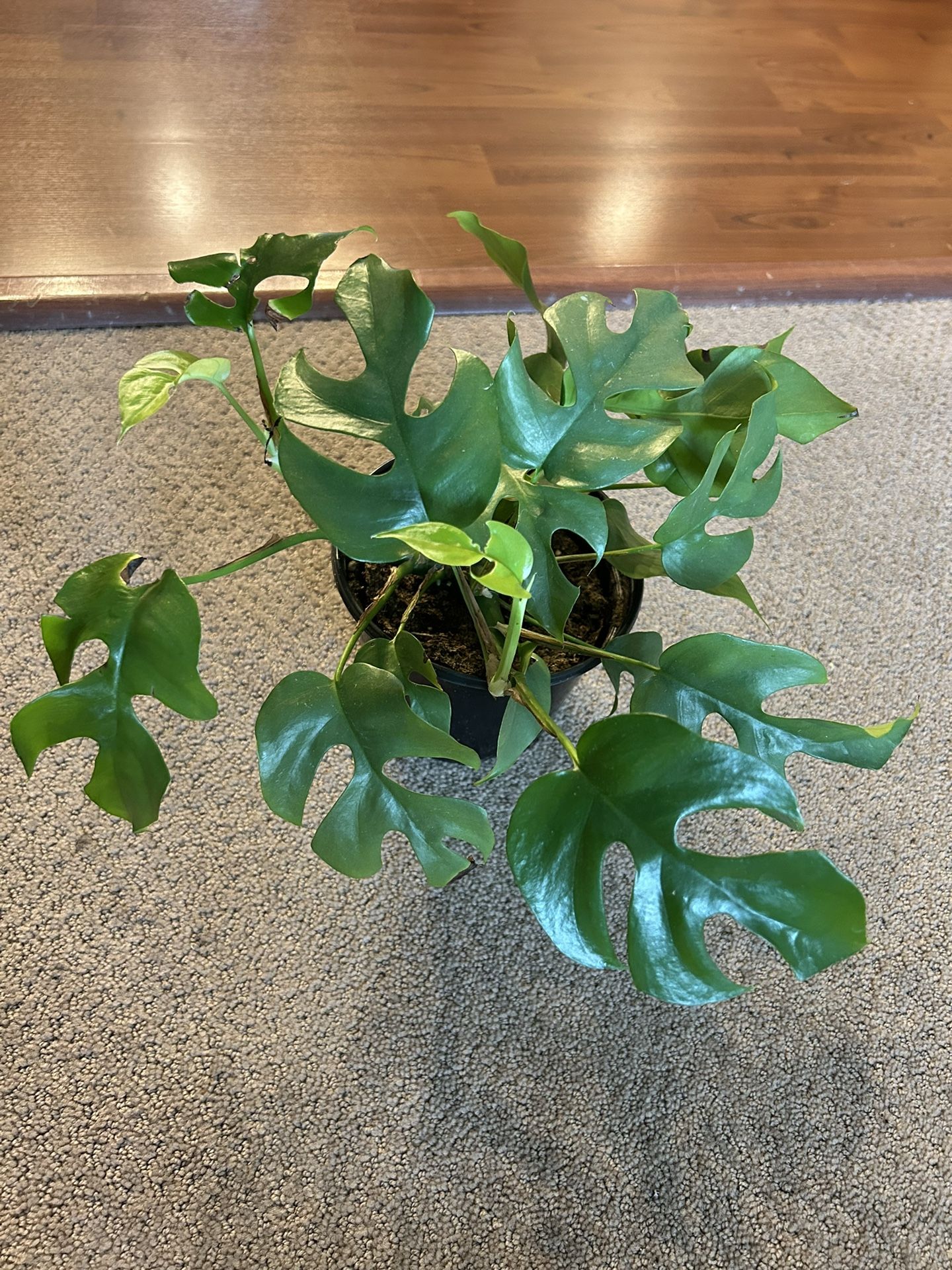 Mini Monstera Plant for Sale in Seattle, WA - OfferUp