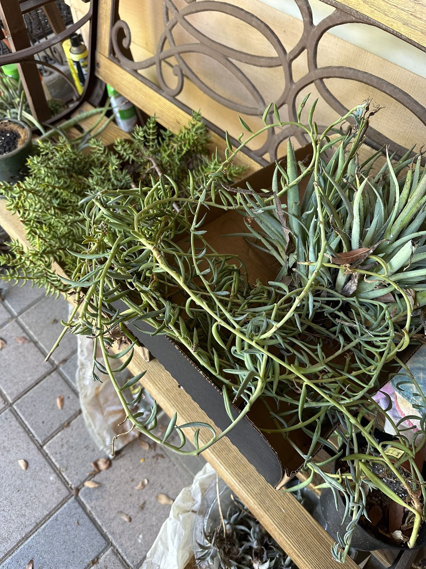 Free Succulent Cuttings & Agave/Mangave Pups for Sale in Rialto, CA ...
