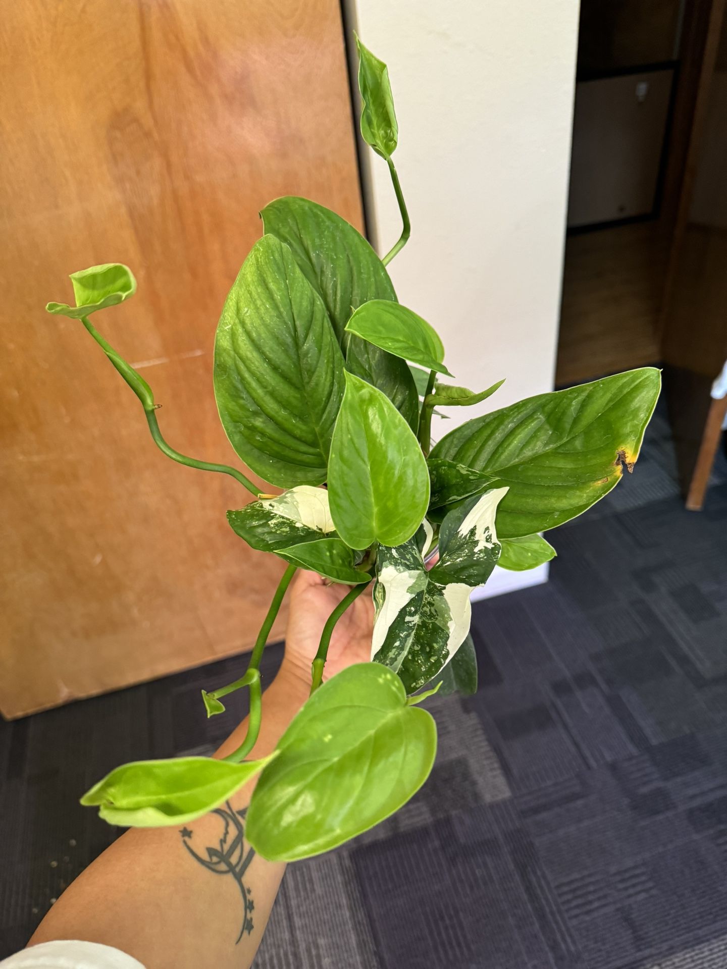 Bunch of M. Lechleriana,Syngonium Albo,Cebu blue pothos,philo ...