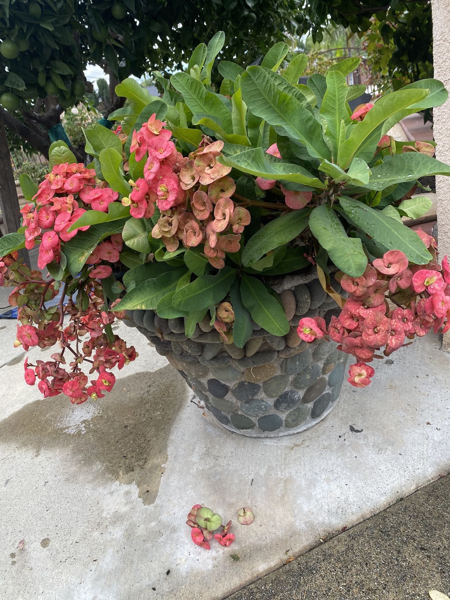 Crown Of Thorns Plant / Corona De Cristo Planta for Sale in Pomona, CA ...