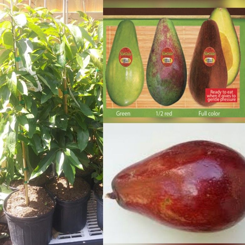 Red Hardee Avocado Grafted Trees 3gal Arboles De Aguacate Injertados ...
