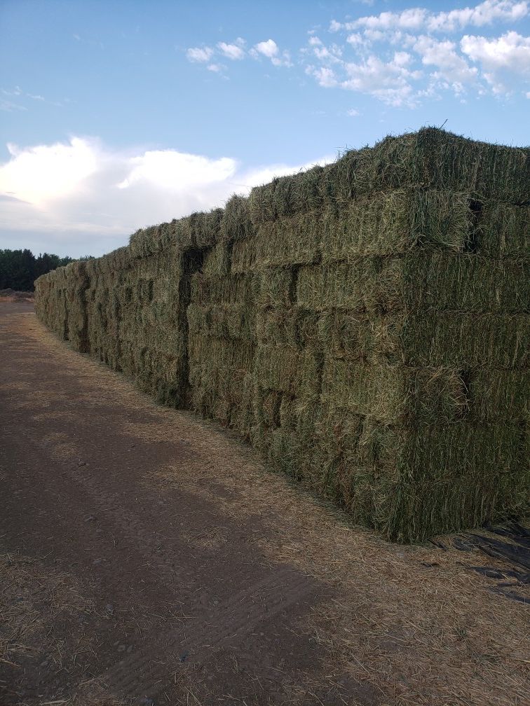 Hay, Alfalfa, Timothy, Teff, Orchard grass, Round bales and more for ...