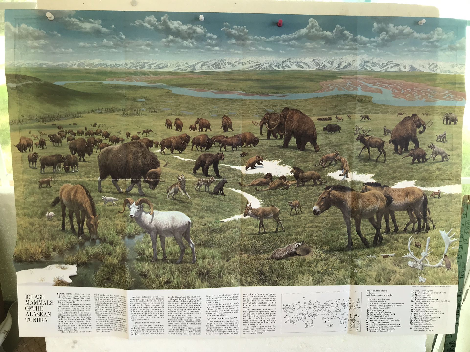 Ice Age Animals List
