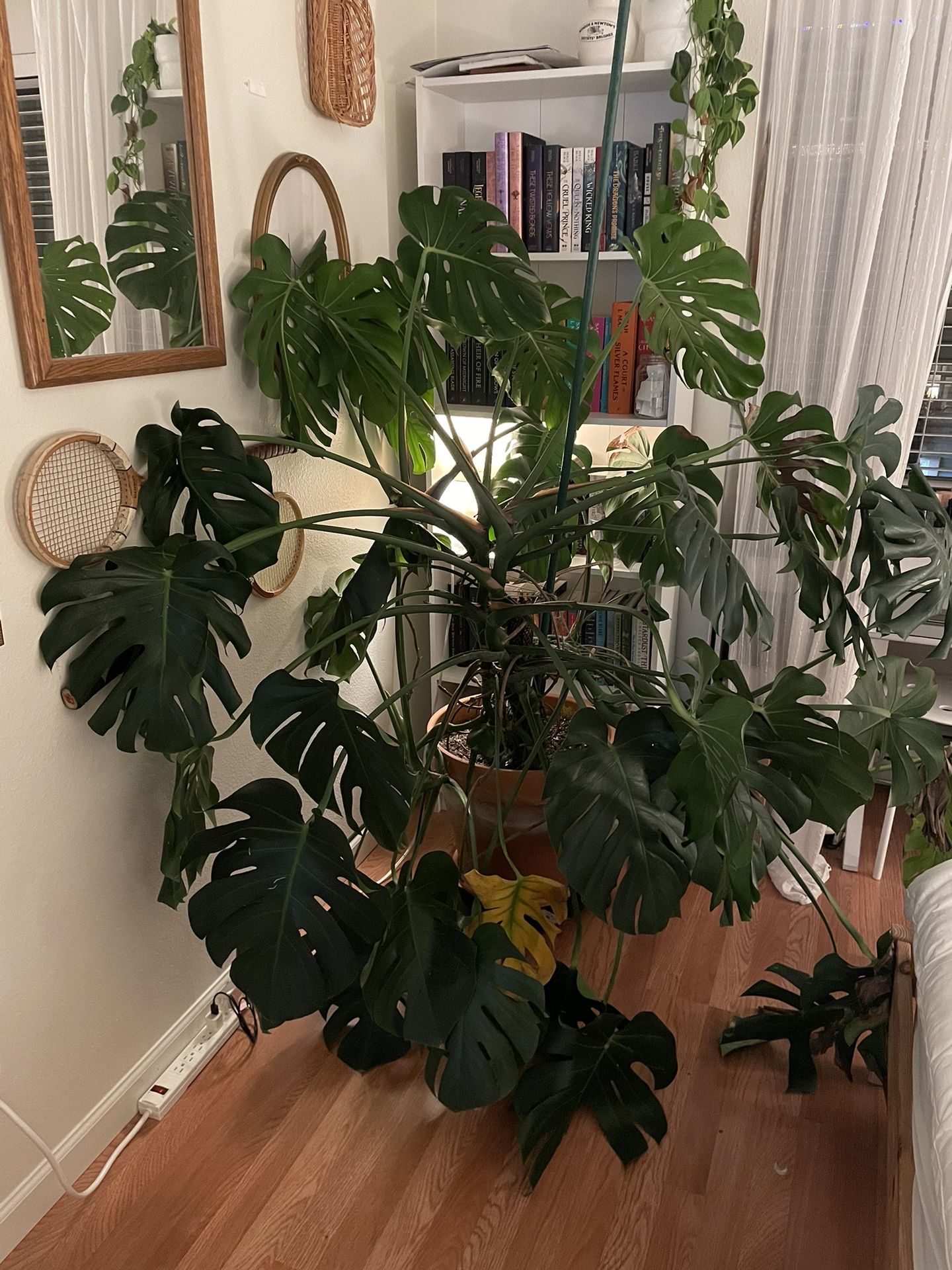 VERY Large Monstera Plant for Sale in Seattle, WA - OfferUp