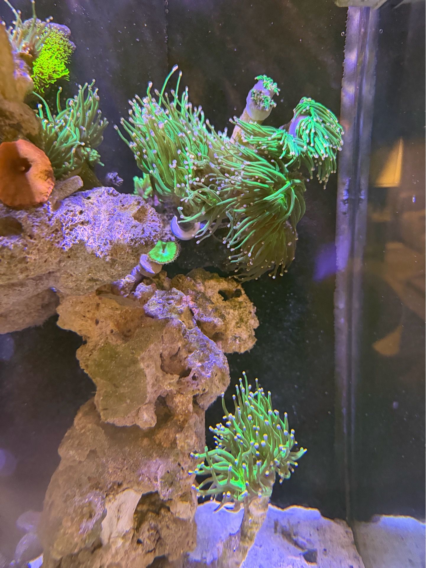 Starting at $25 Torch plastic coral fish tank decoration for Sale in ...