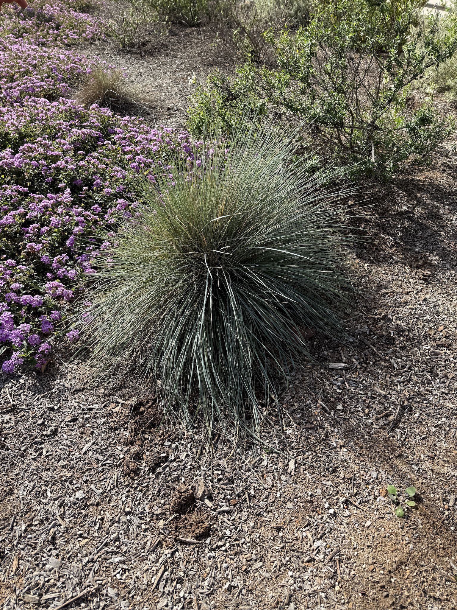 Free - 7 Plants - Blue Oats Grass for Sale in San Diego, CA - OfferUp