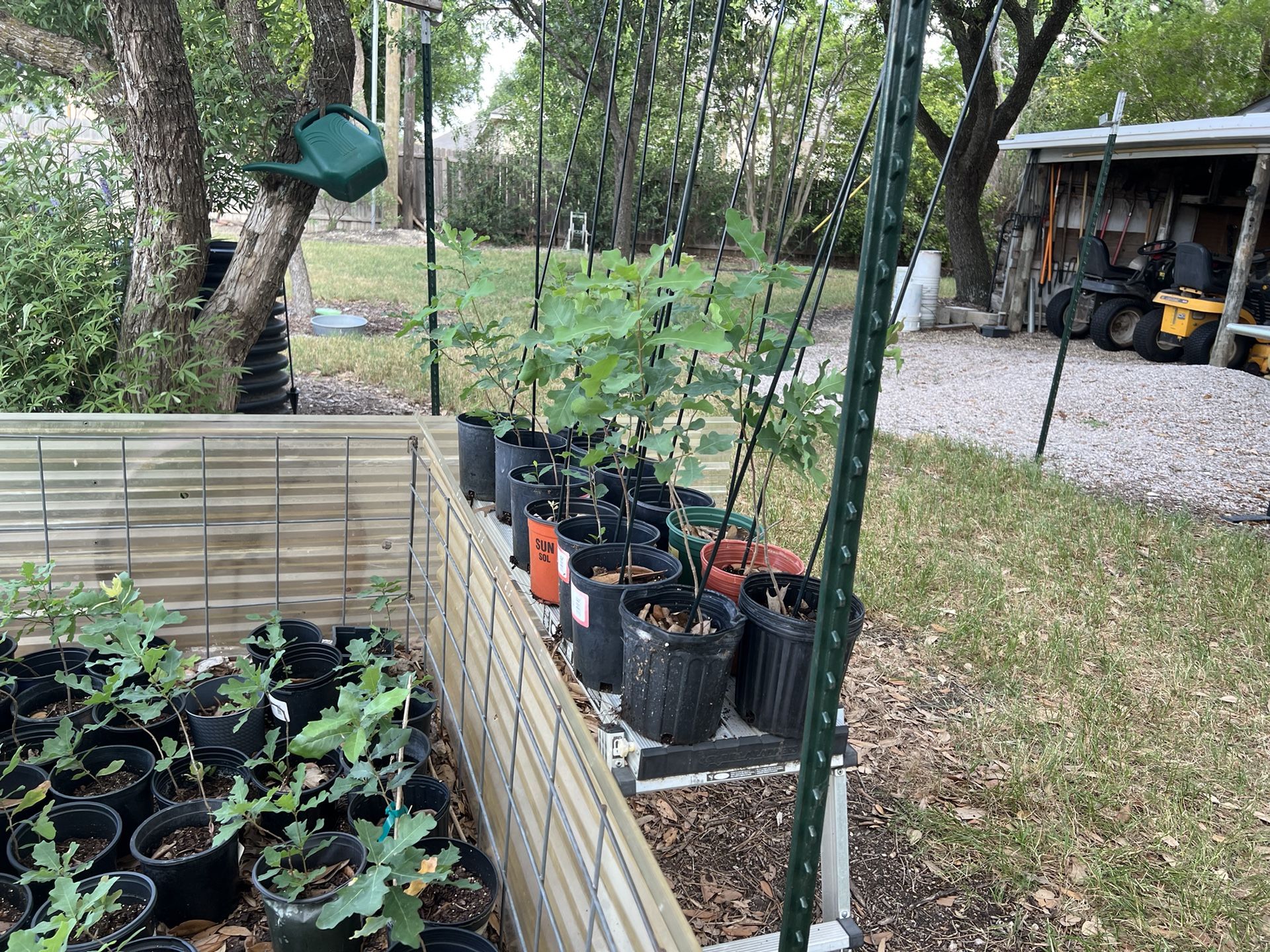 Lacey Oak Trees for Sale in Pflugerville, TX - OfferUp