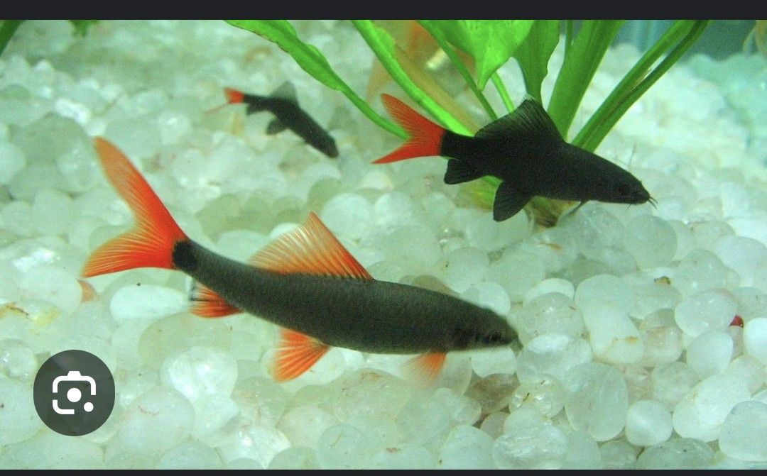 Albino Red Fin Shark