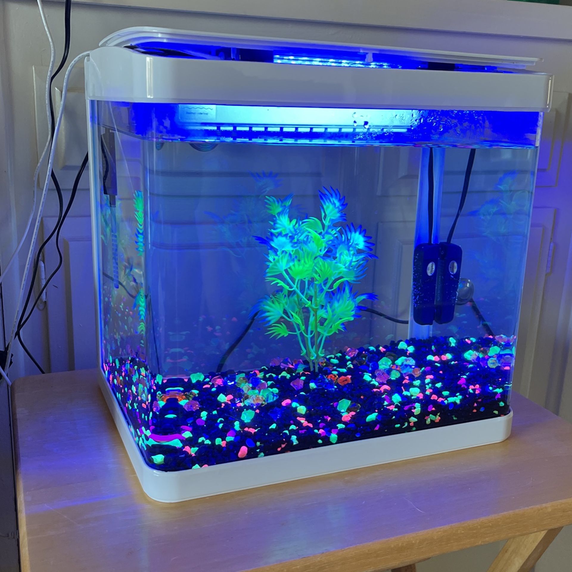 Glofish Tank Betta