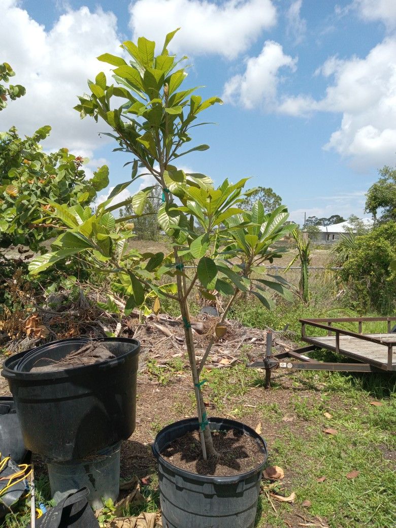 Sapote Tree
