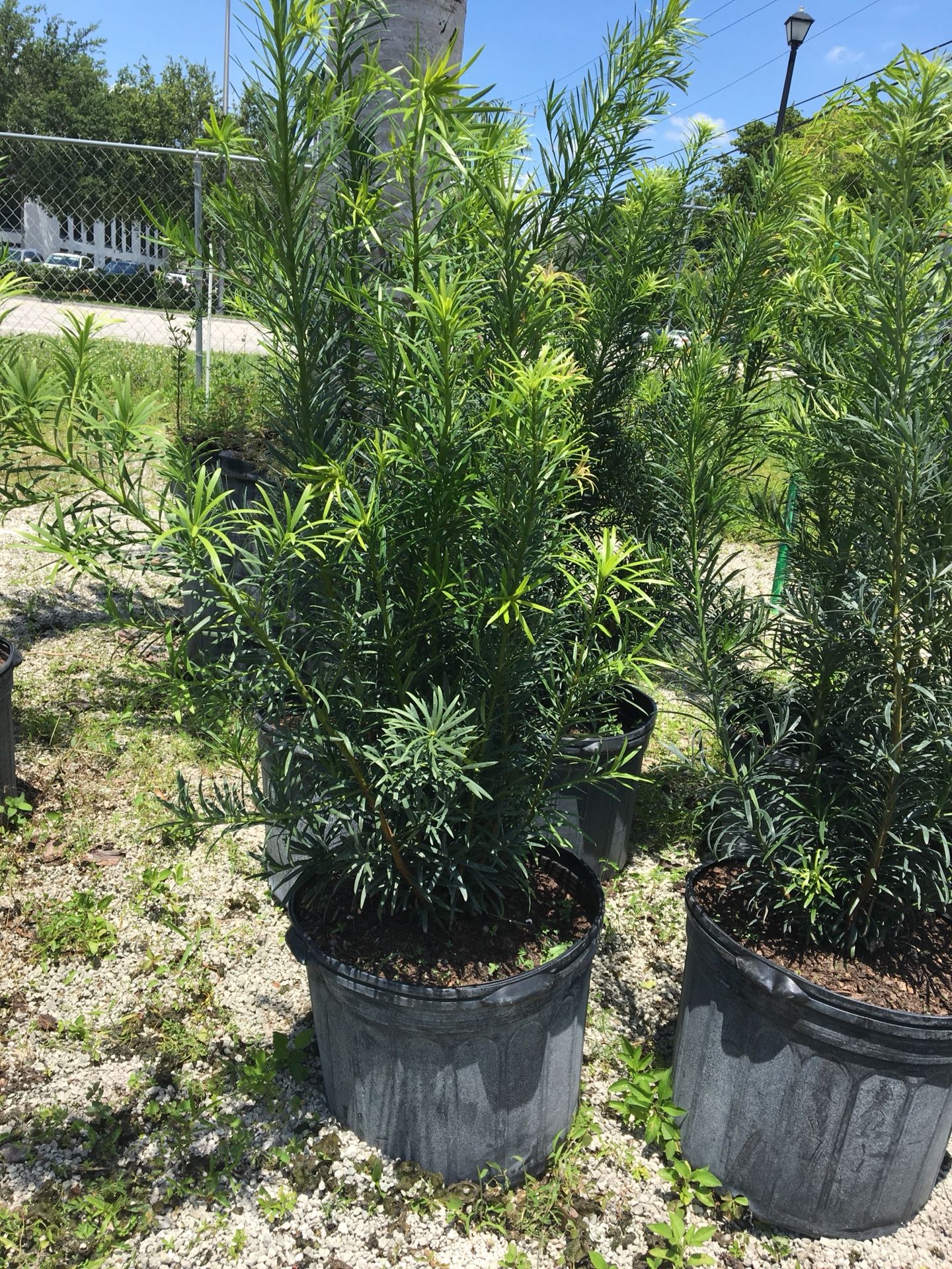 Podocarpus 7 gallon Plant for Sale in Miami, FL - OfferUp