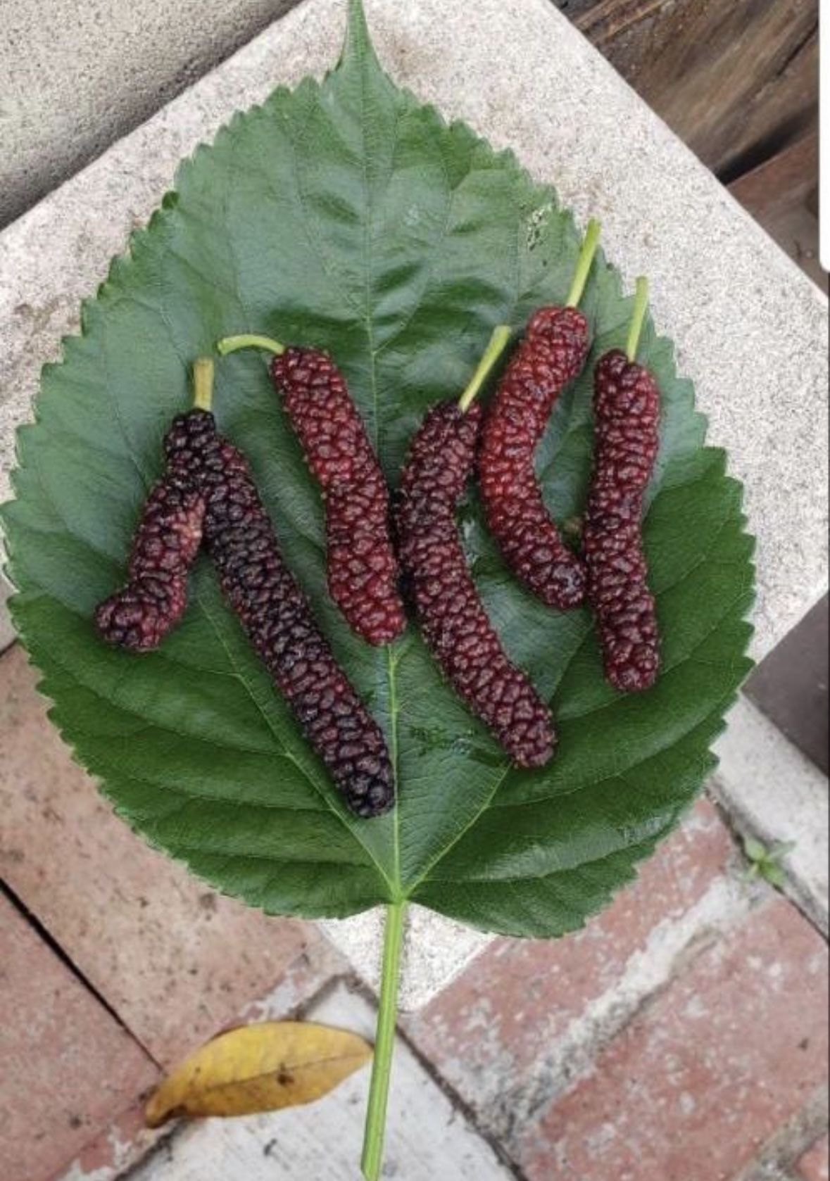 Pakistan Mulberry Tree for Sale in La Habra Heights, CA - OfferUp